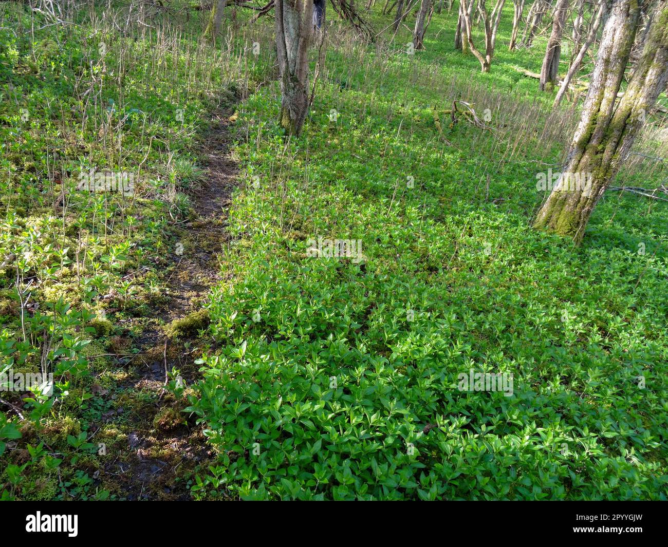 Sparse spring woodland scene with leafless trees anticipating better ...