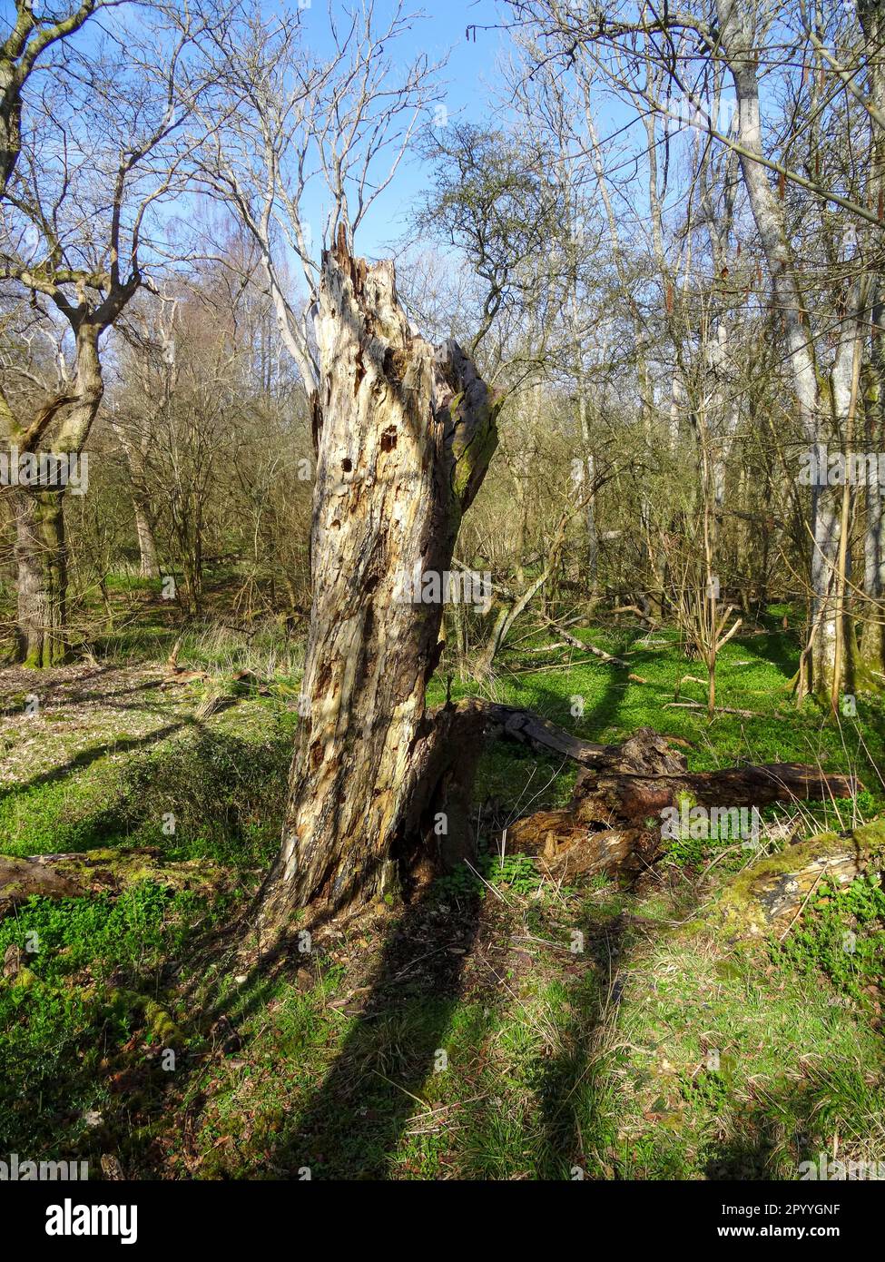 Moody woodland landscape with rotting tree stump prominent, surviving ...