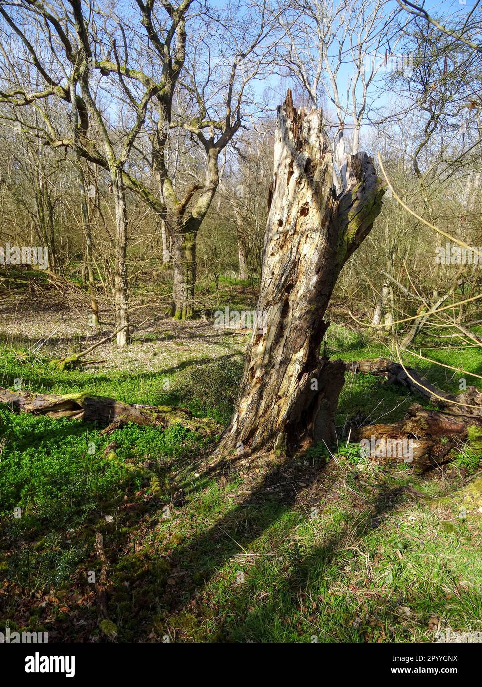 Moody woodland landscape with rotting tree stump prominent, surviving ...