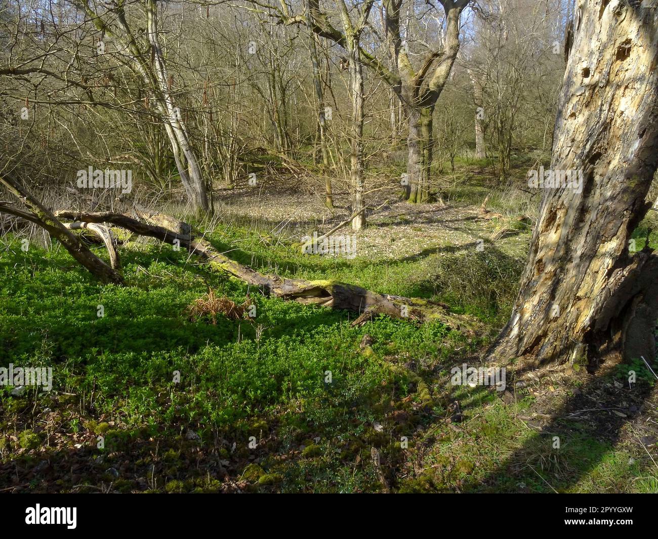 Moody woodland landscape with rotting tree stump prominent, surviving ...