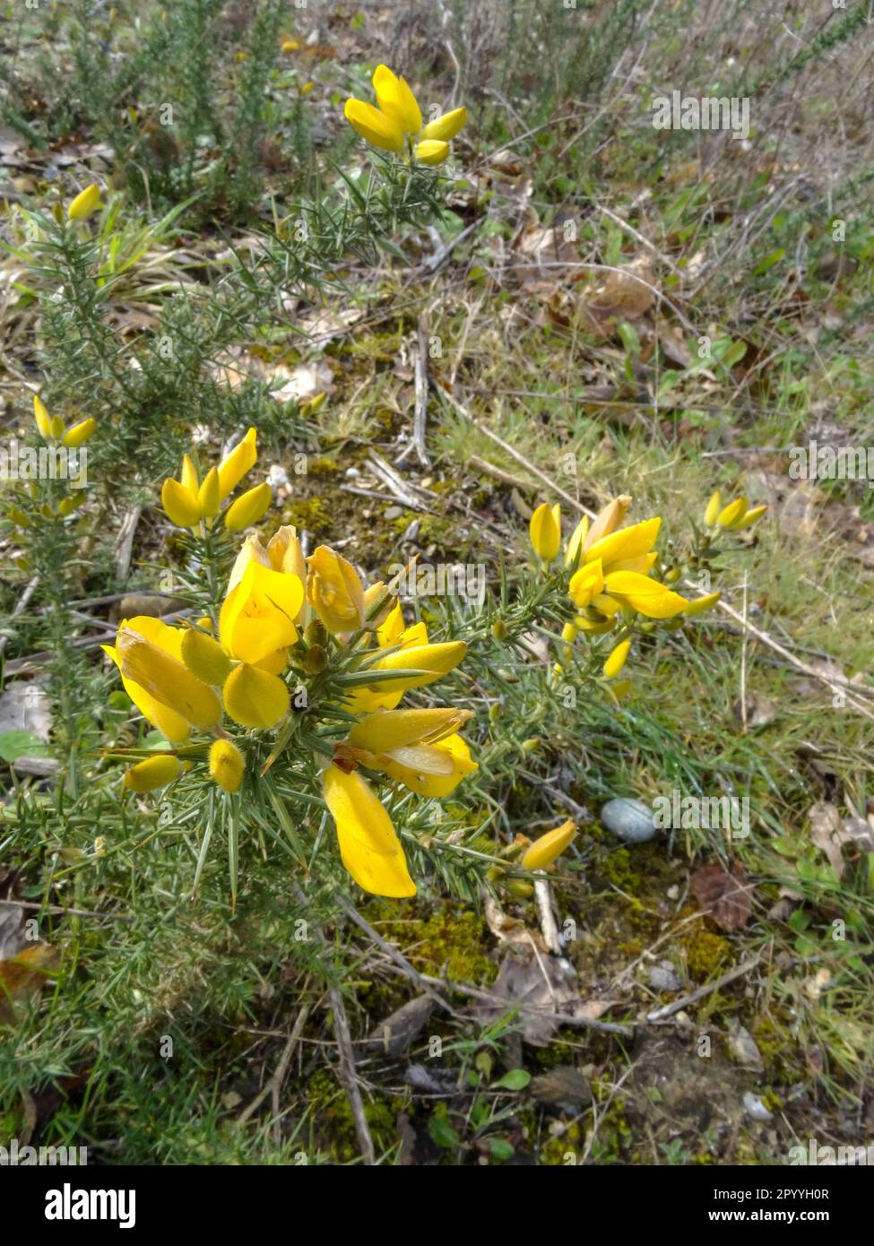 Natural very close up flowering plant portrait of Gorse (Ulex europaeus ...