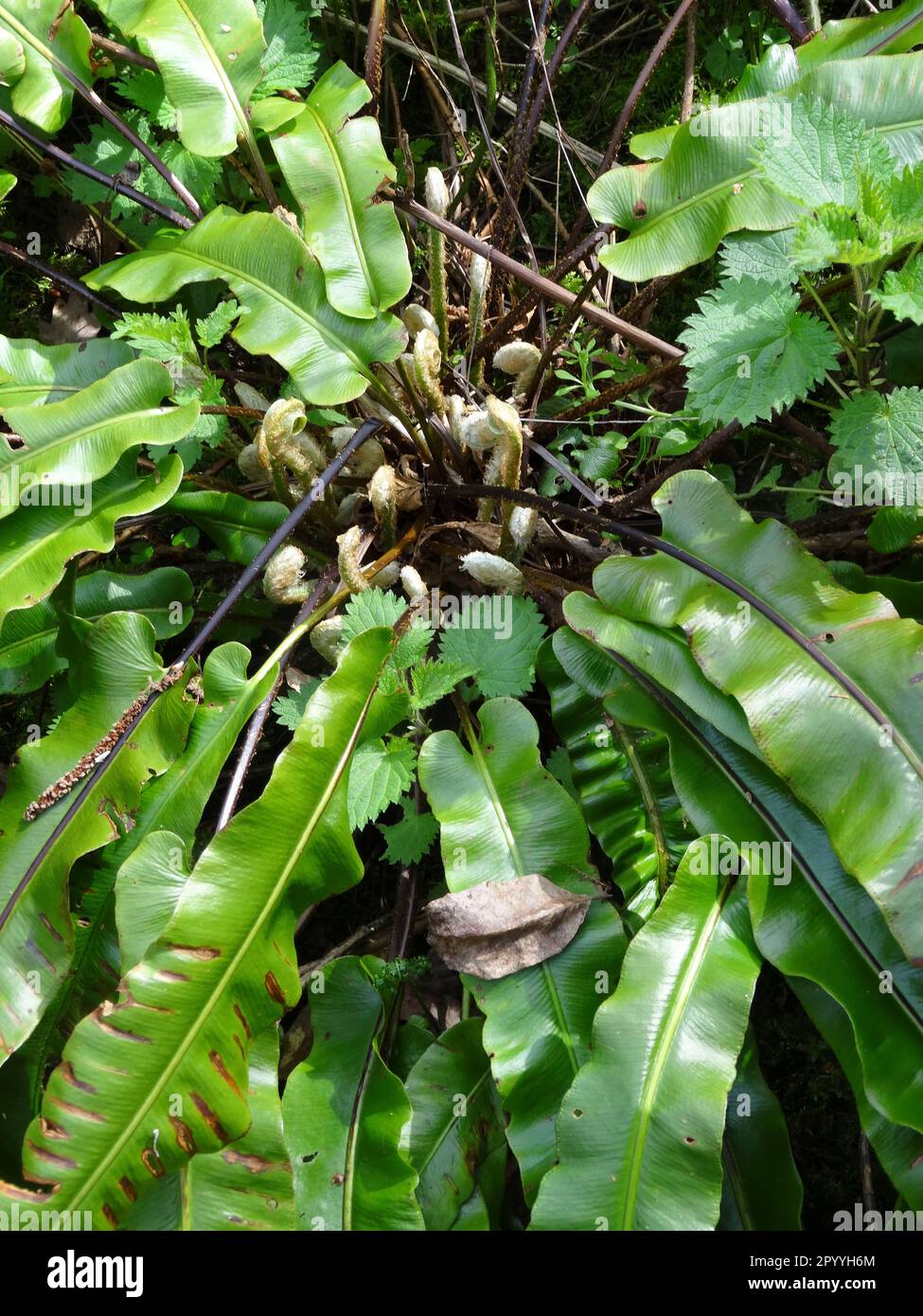 Garden 'escapee', natural close up plant portrait of Asplenium ...