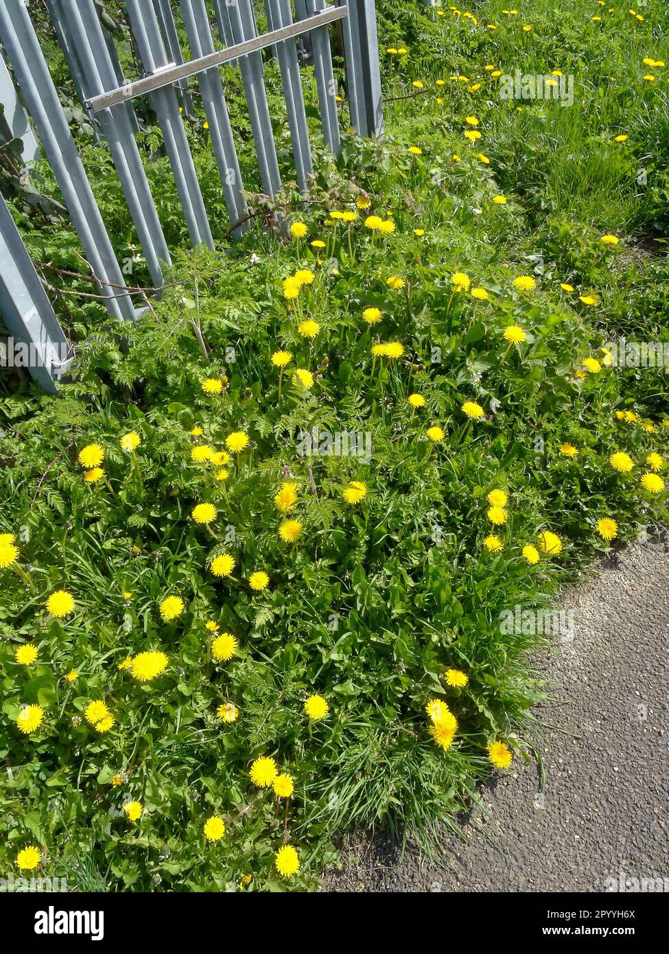 Intimate landscape of determined Dandelions in spring sunshine Stock ...