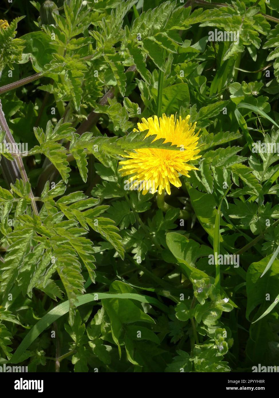 Intimate landscape of determined Dandelions in spring sunshine Stock ...