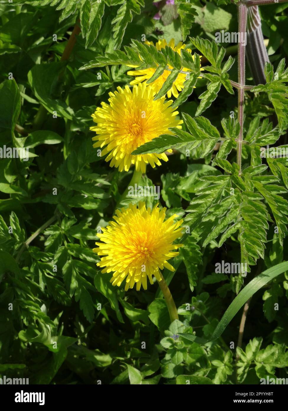 Intimate landscape of determined Dandelions in spring sunshine Stock ...