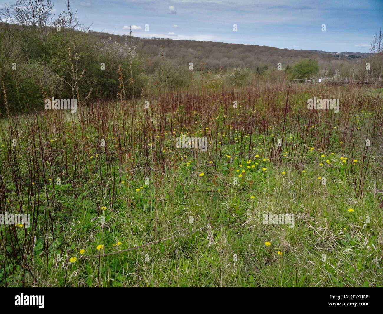 Semi abstract environmental portrait demonstrating natural patterns ...