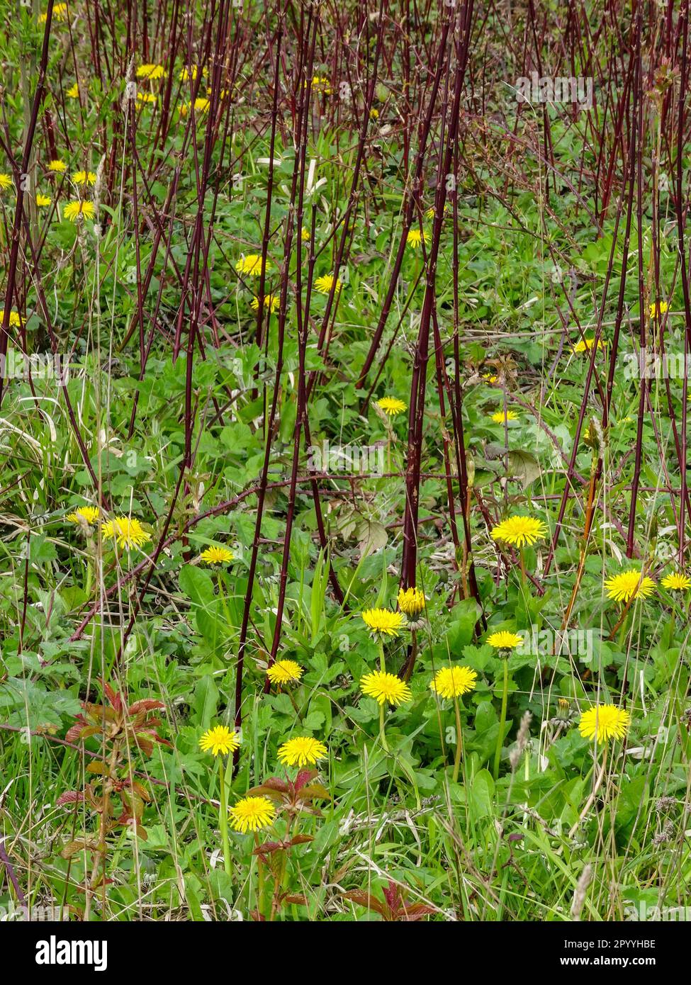Intimate landscape of determined Dandelions in spring sunshine Stock ...