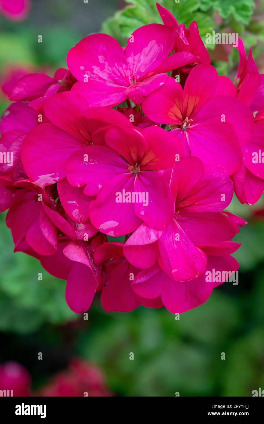 Geranium Zonal in bloom, Pelargonium hortorum with pink flowers Stock ...