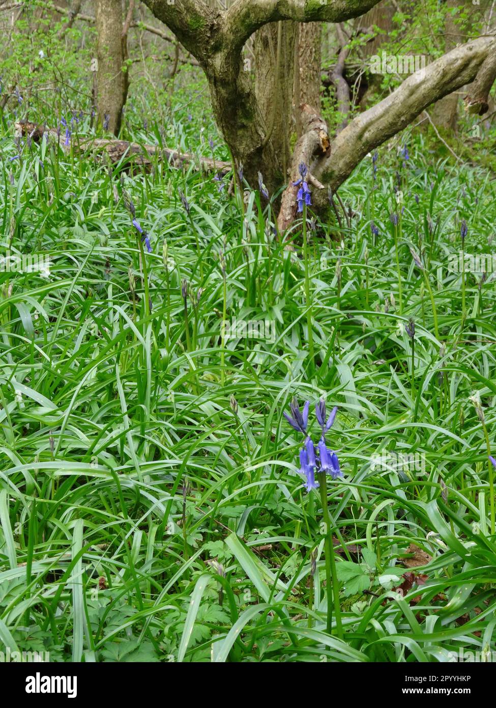 Striking moody spring bluebell woodland in good sunshine Stock Photo ...