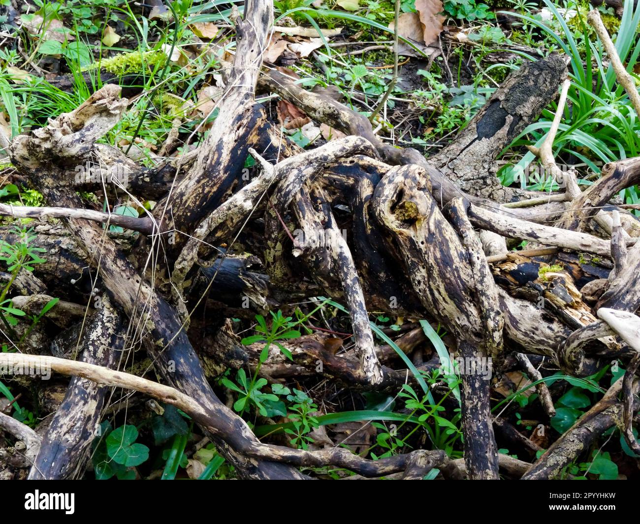 Natures Chaos, intimate English woodland showing patterns and textures ...