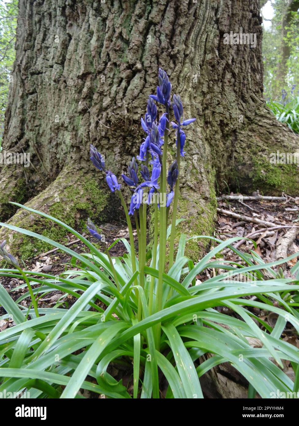 Striking moody spring bluebell woodland in good sunshine Stock Photo ...
