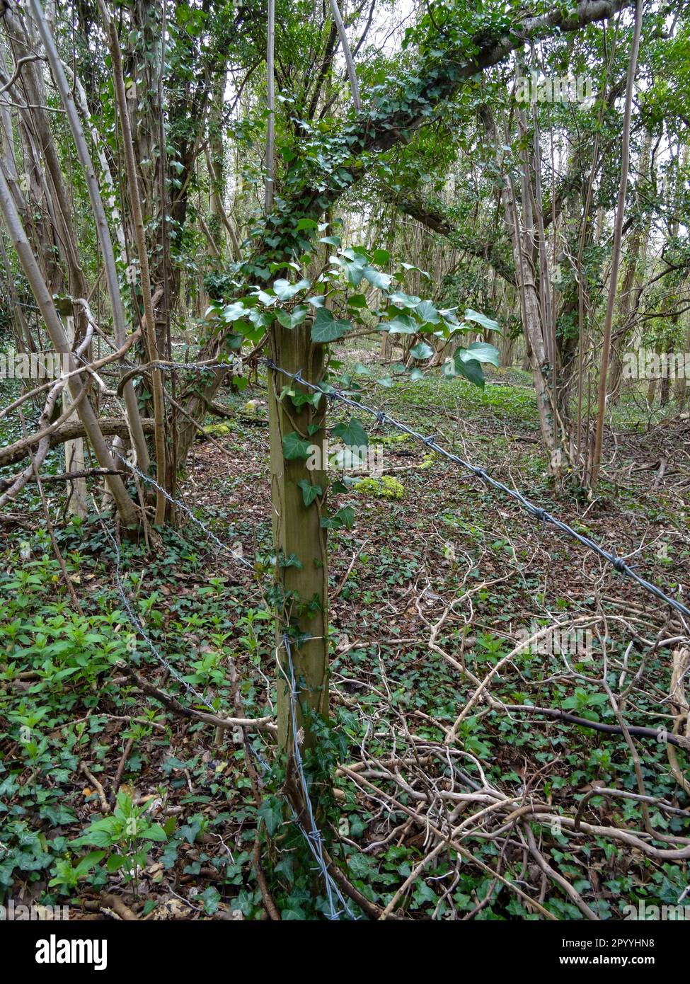 Incongruous: barbed wire fence, posts being overtaken by Ivy, in the ...