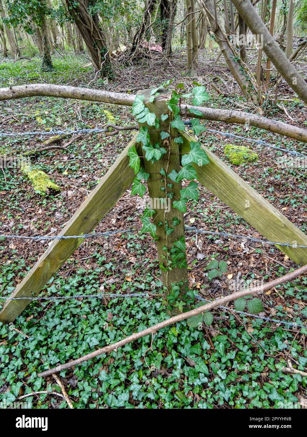 Incongruous: barbed wire fence, posts being overtaken by Ivy, in the ...