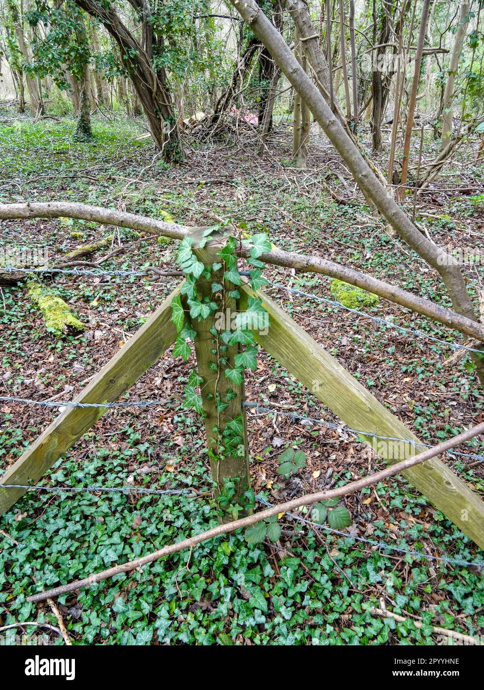 Incongruous: barbed wire fence, posts being overtaken by Ivy, in the ...