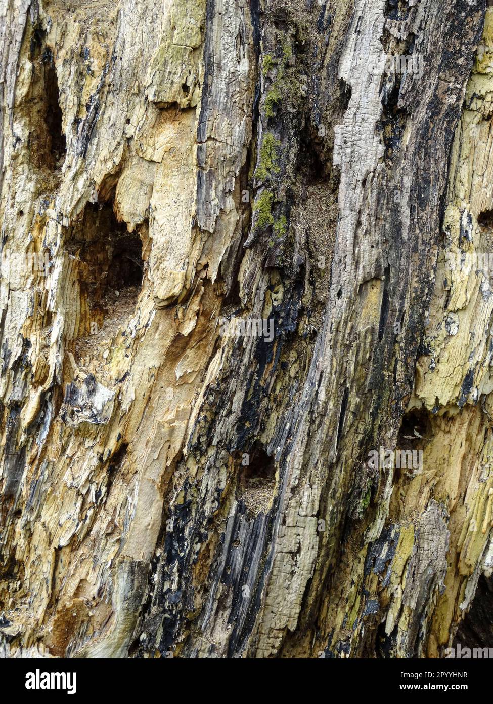 Moody woodland landscape with rotting tree stump prominent, surviving ...