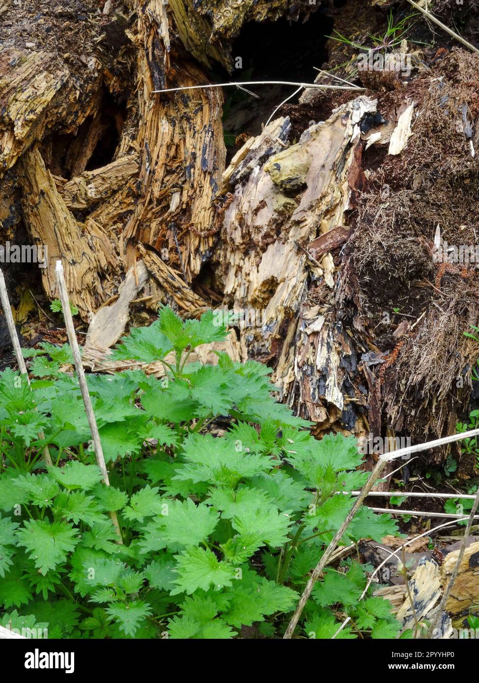Moody woodland landscape with rotting tree stump prominent, surviving ...