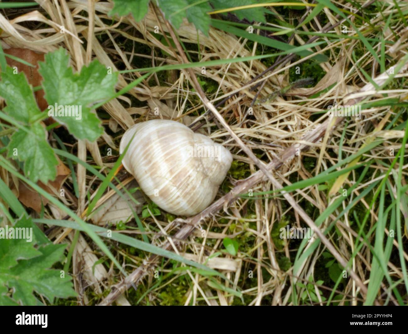Natural undisturbed wildlife portrait of Helix pomatia, Roman snail ...