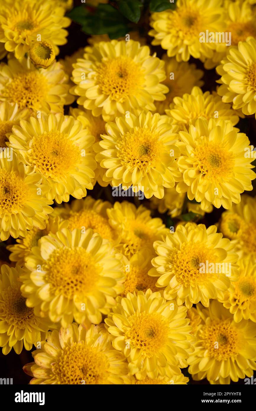 A vertical image of a vibrant yellow daisies field, featuring a variety ...