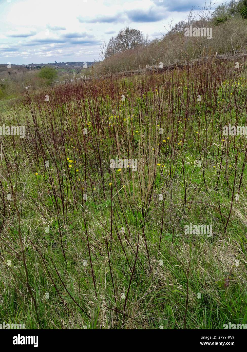 Semi abstract environmental portrait demonstrating natural patterns ...