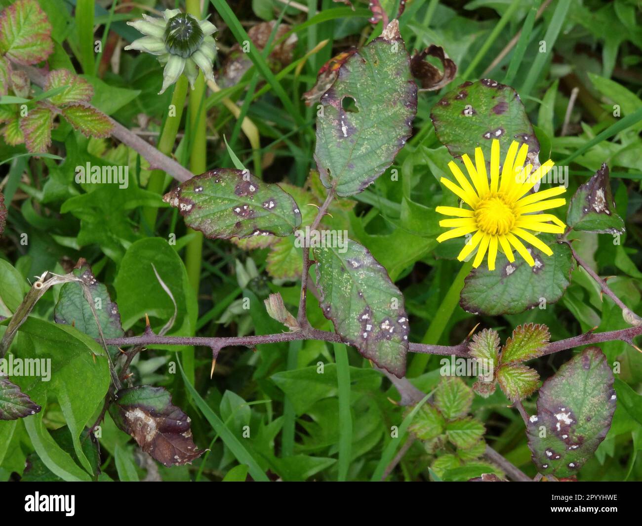 Intimate landscape of determined Dandelions in spring sunshine Stock ...