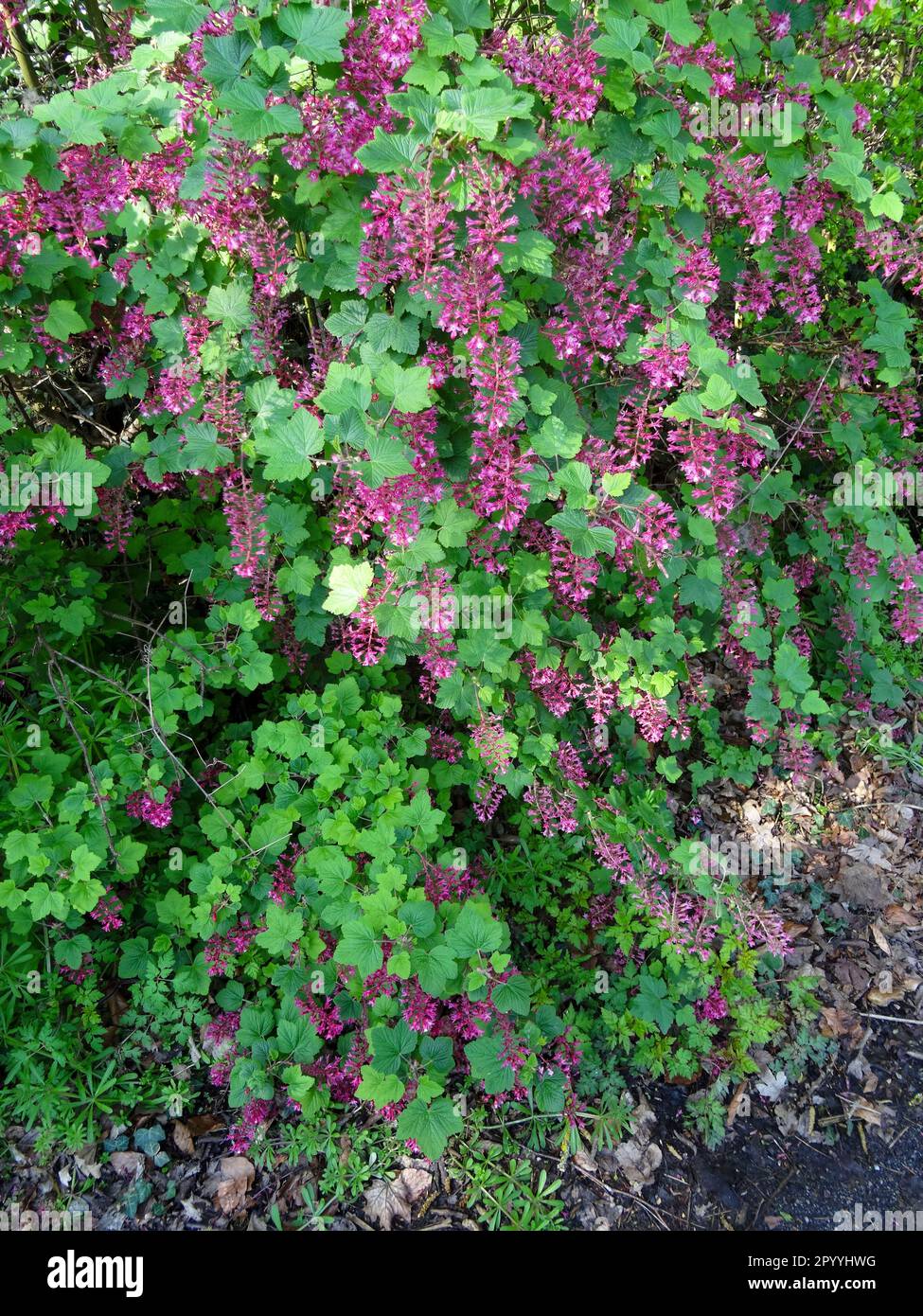 Natural close up flowering plant portrait of Ribes sanguineum ...