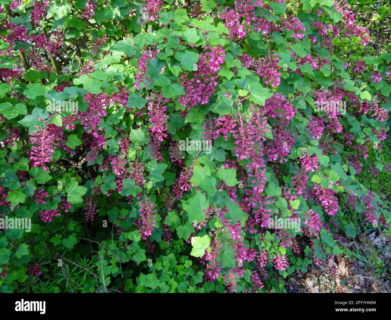 Natural close up flowering plant portrait of Ribes sanguineum ...