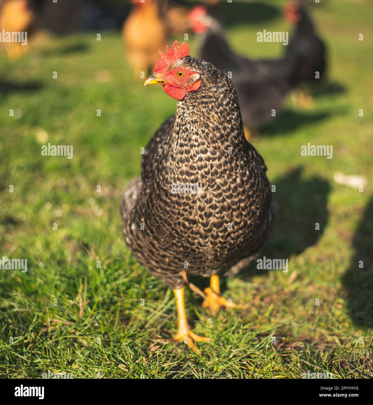 Free range flock of chickens standing on grass while looking at camera ...