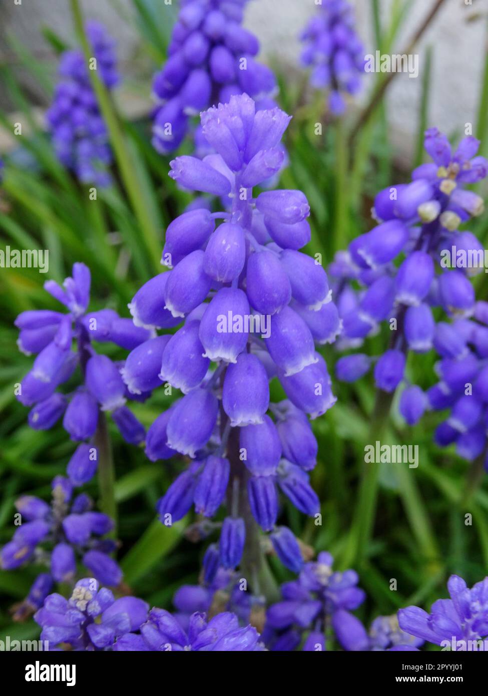 Natural close up flowering plant portrait of Grape Hyacinth (Muscari ...