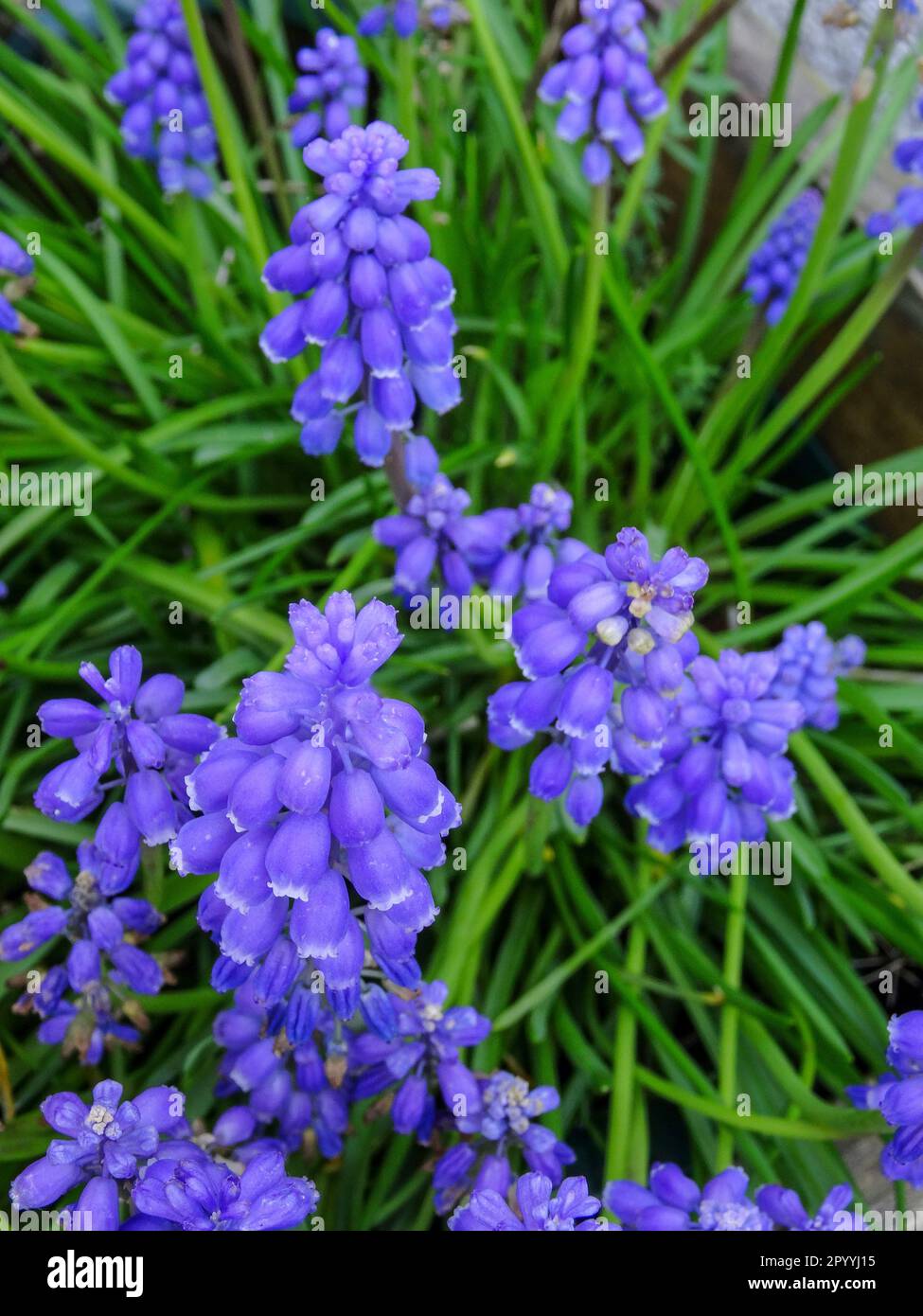 Natural close up flowering plant portrait of Grape Hyacinth (Muscari ...