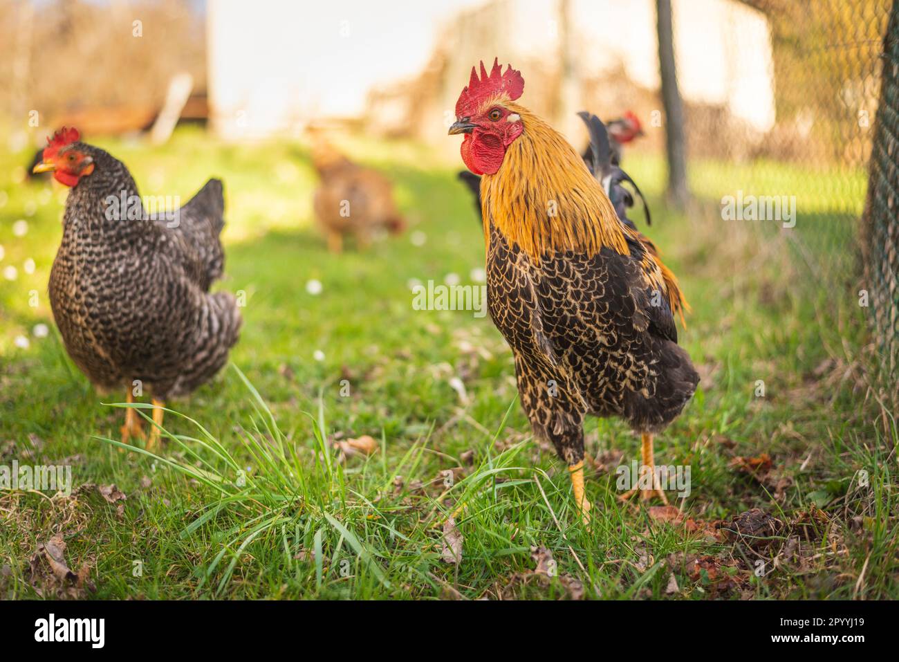 Free range flock of chickens standing on grass while looking at camera ...