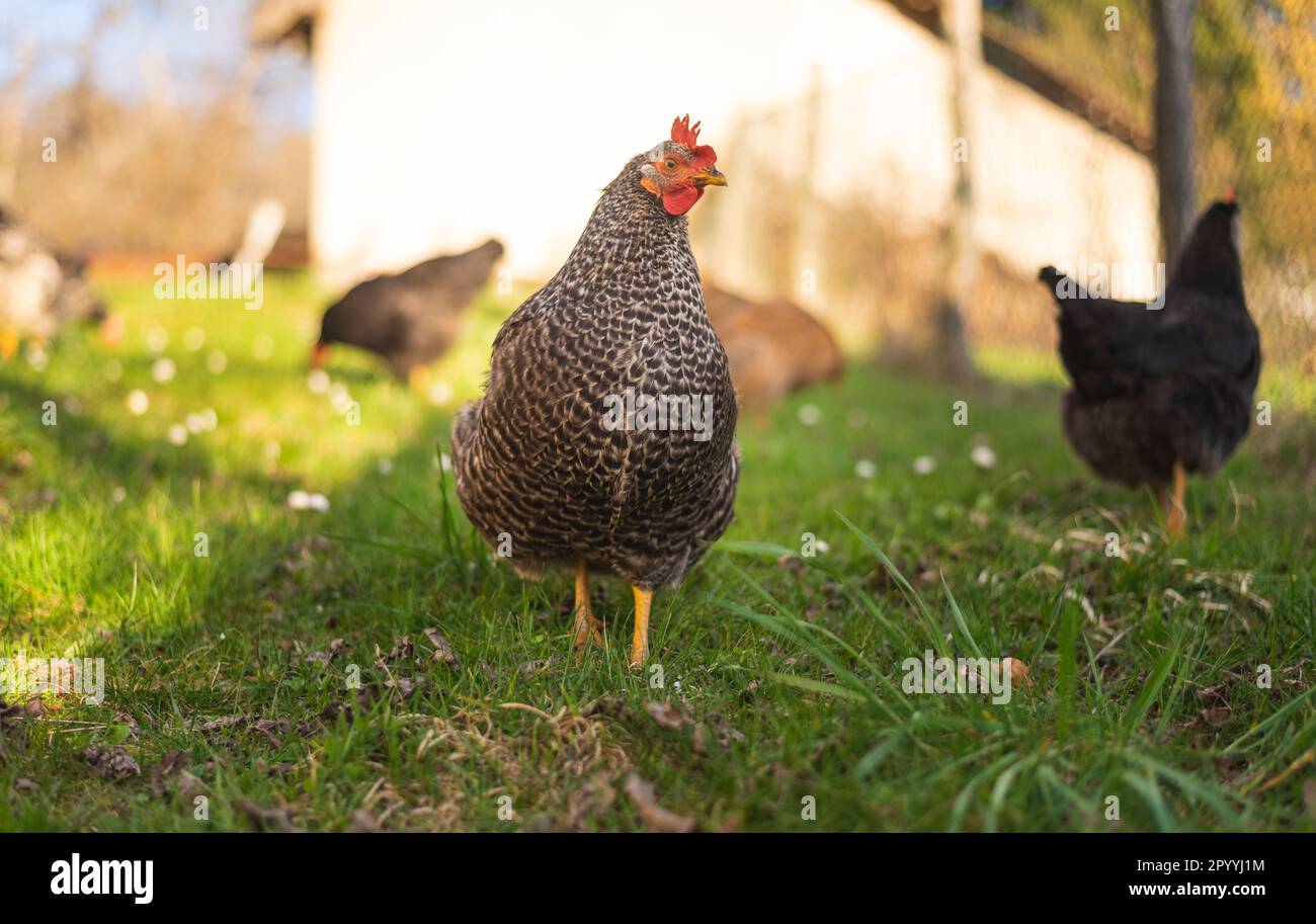 Free range flock of chickens standing on grass while looking at camera ...