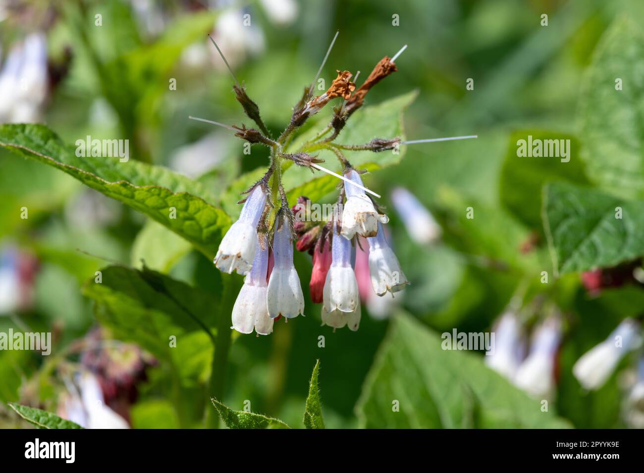 Close up of creeping comfrey (symphytum grandiflorum) flowers in bloom Stock Photo - Alamy