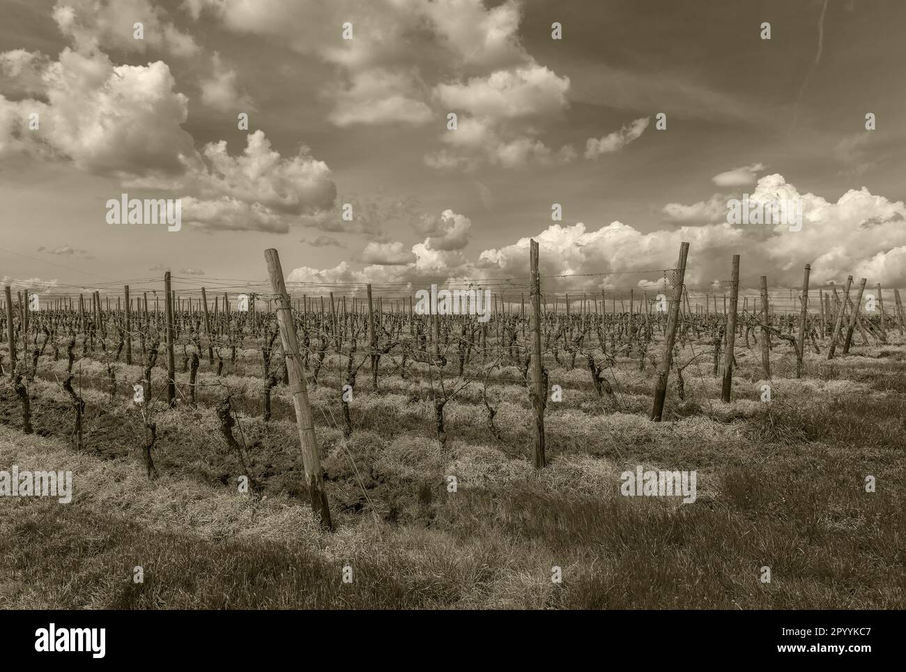 Grapevines in the Rheingau near Florsheim Wicker, Hesse, Germany Stock ...