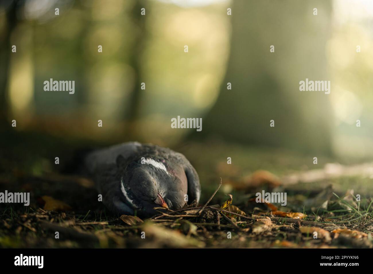 A pigeon lying on the ground Stock Photo - Alamy
