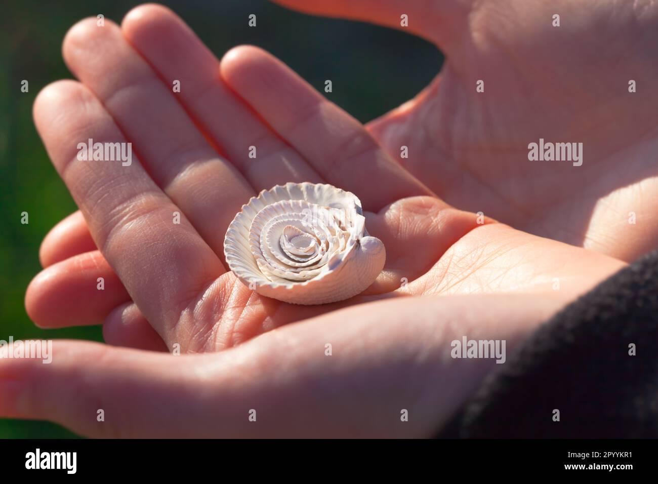 Hand holding seashells hi-res stock photography and images - Alamy
