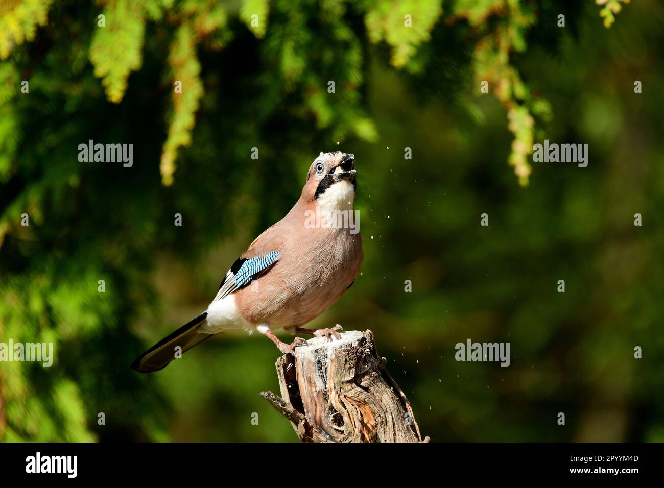 Jay with nuts hi-res stock photography and images - Alamy