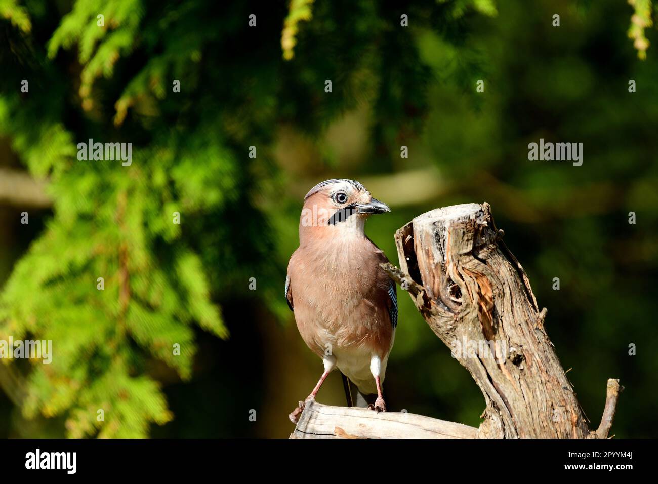 Jay and nuts hi-res stock photography and images - Alamy