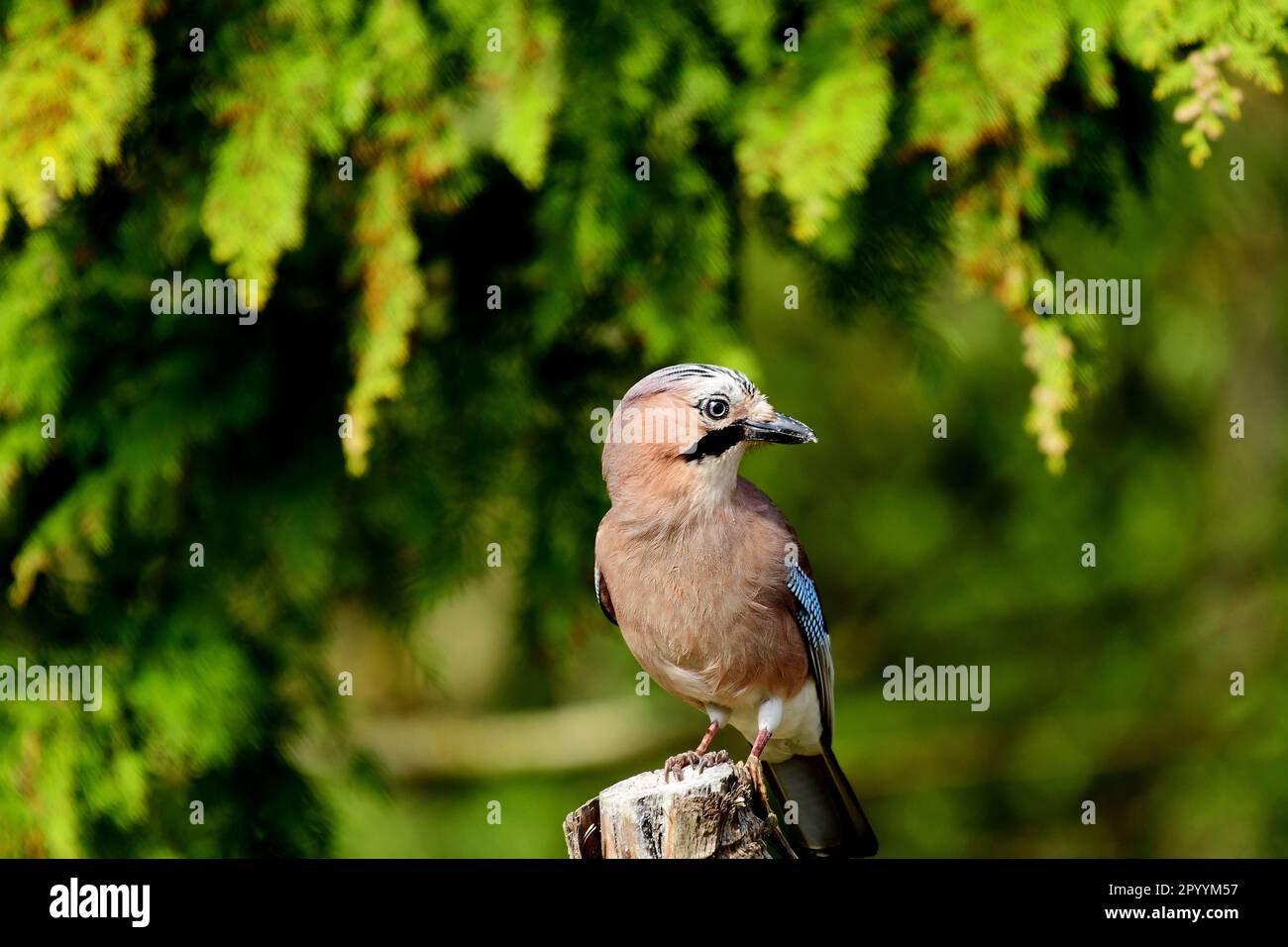 Jay with nuts hi-res stock photography and images - Alamy