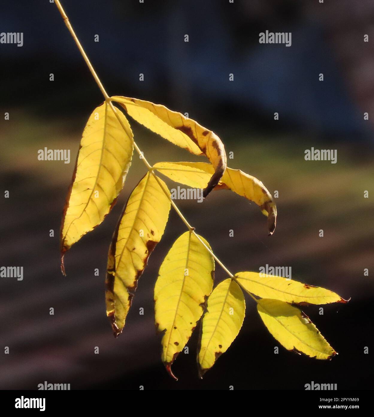Golden leaves on traditional hi-res stock photography and images - Alamy
