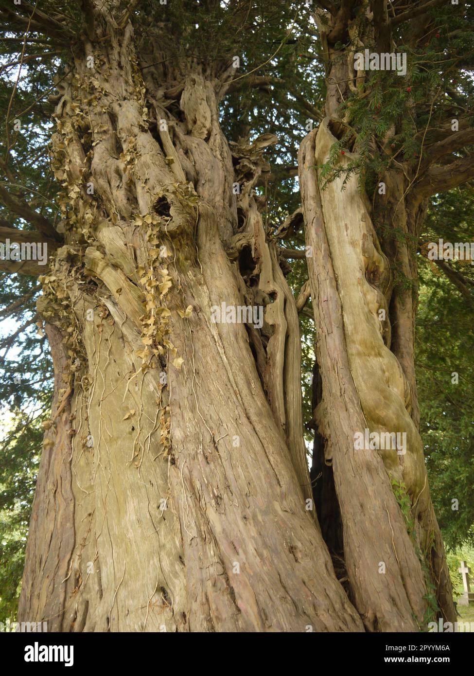 The trunk of an ancient Common Yew tree (Taxus baccata) in the ...