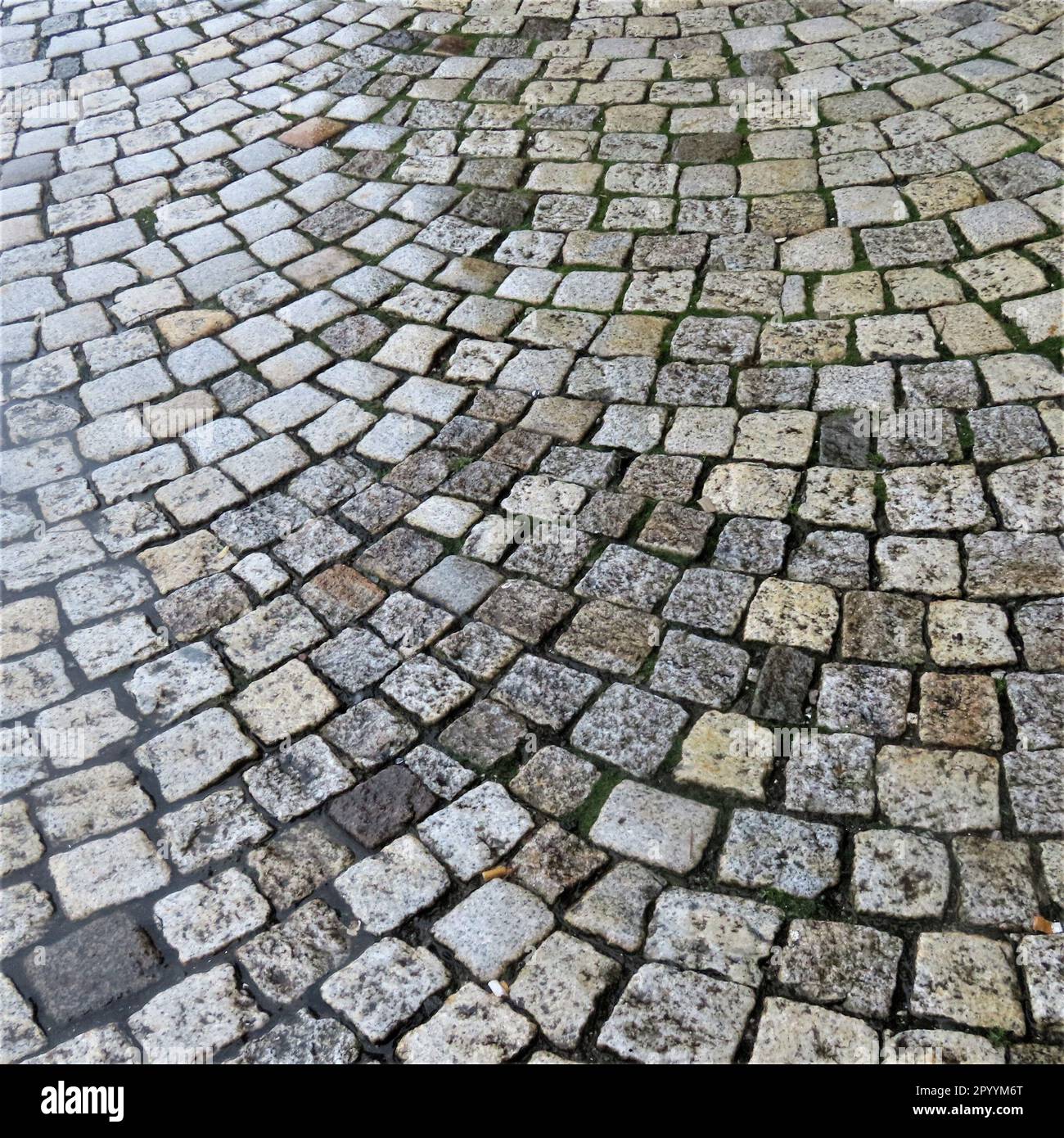 This stock photo features a close-up view of a cobblestone sidewalk ...