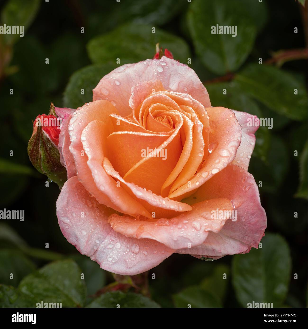 'Jump for Joy' Floribunda Rose with Morning Dew in Bloom Stock Photo ...