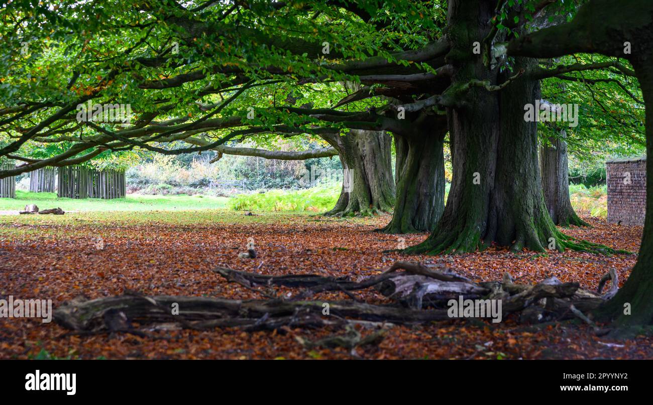 Spreaded branches of large trunk trees at Dunham Massey Park UK Stock ...
