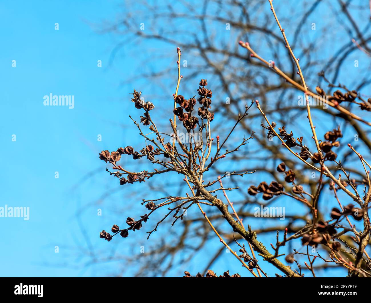 Seeds of Exochorda korolkowii in spring against a blue sky. Exochorda ...