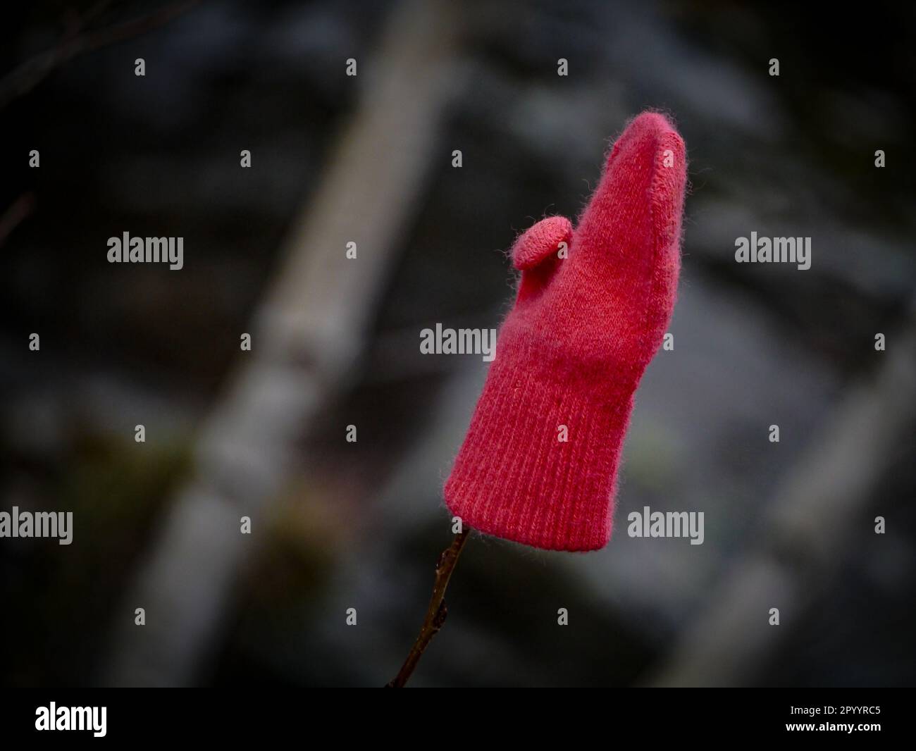a lost mitten on a tree branch Stock Photo - Alamy