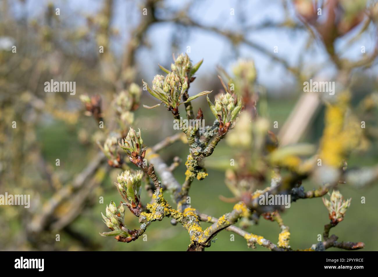 Pear tree buds pyrus communis hi-res stock photography and images - Alamy