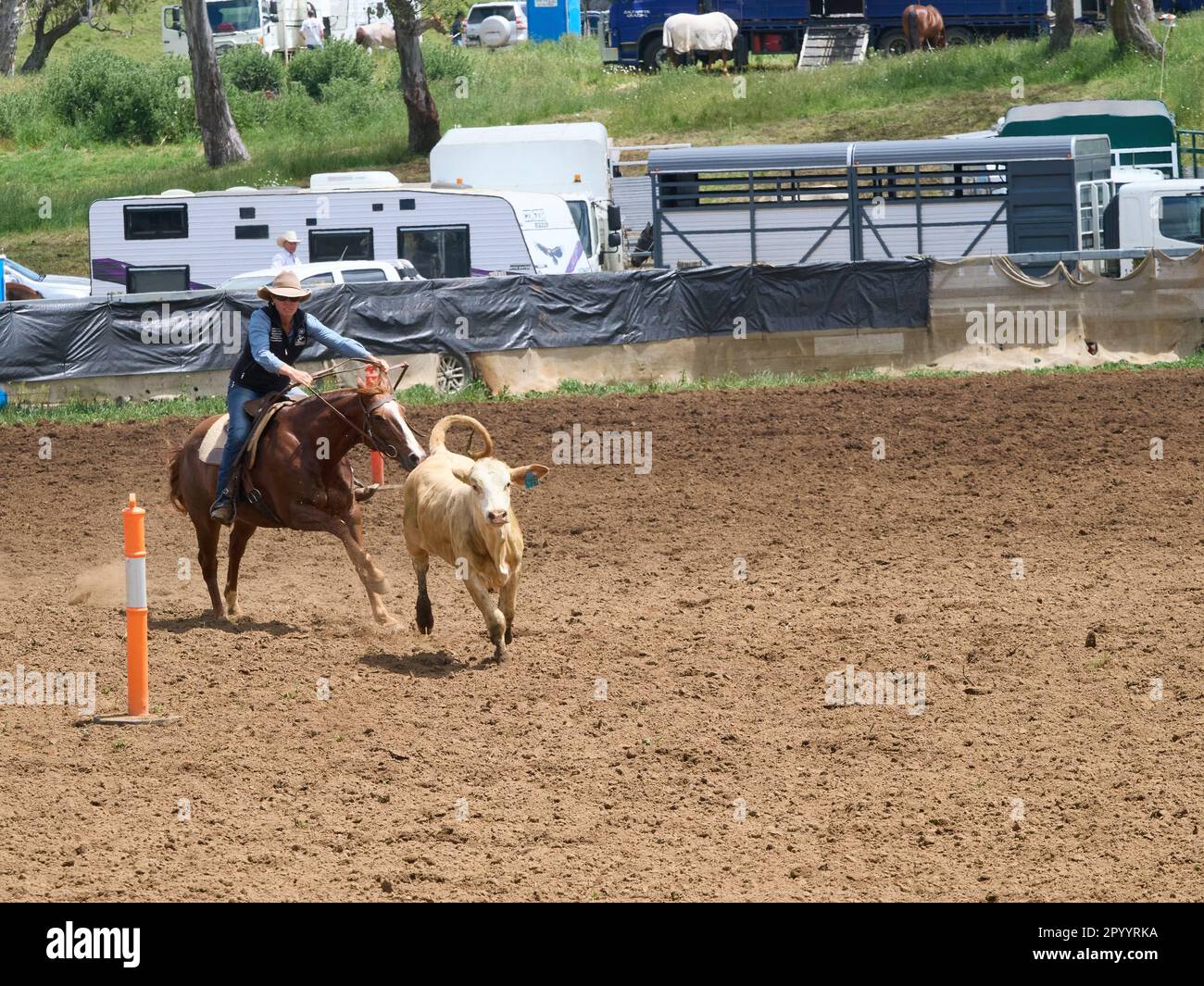 Cattle man and bullock in competition to do a cattle drafting course in ...