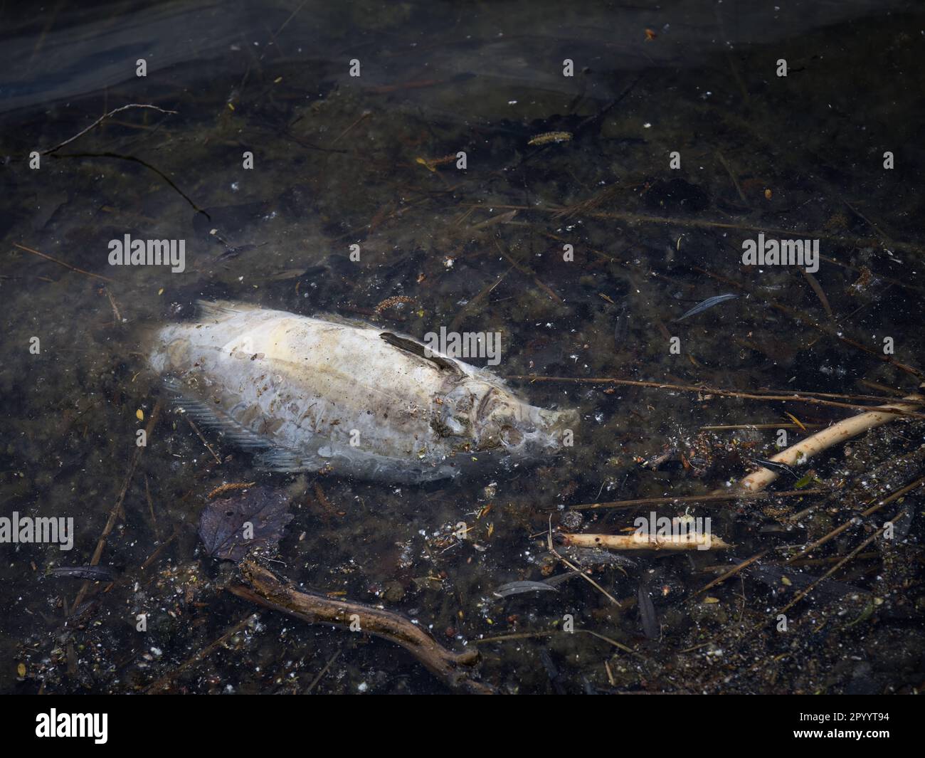 Dead fish in a polluted lake Stock Photo - Alamy
