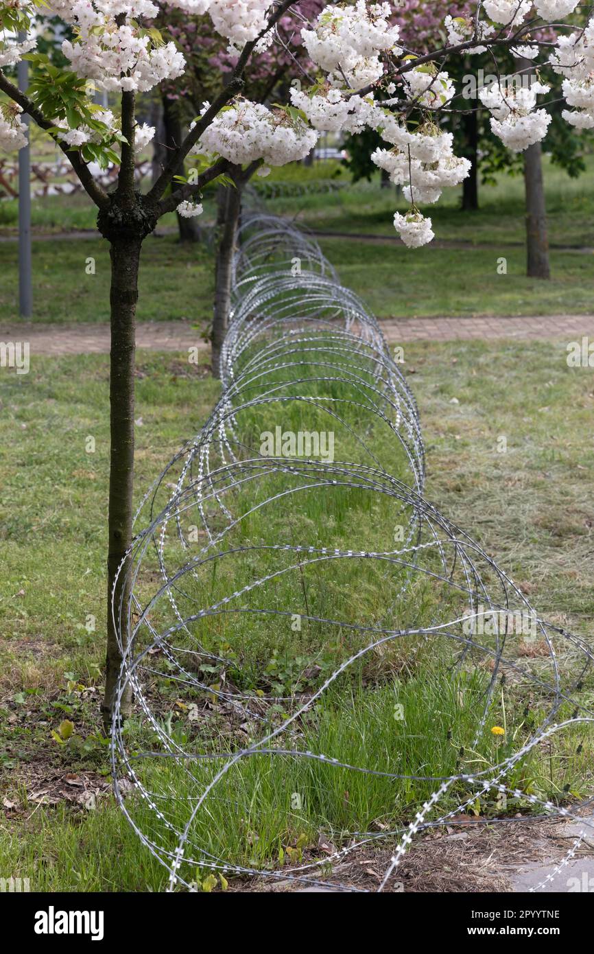 Barbed wire seen in the green area of the park. Sakura blossomed in ...