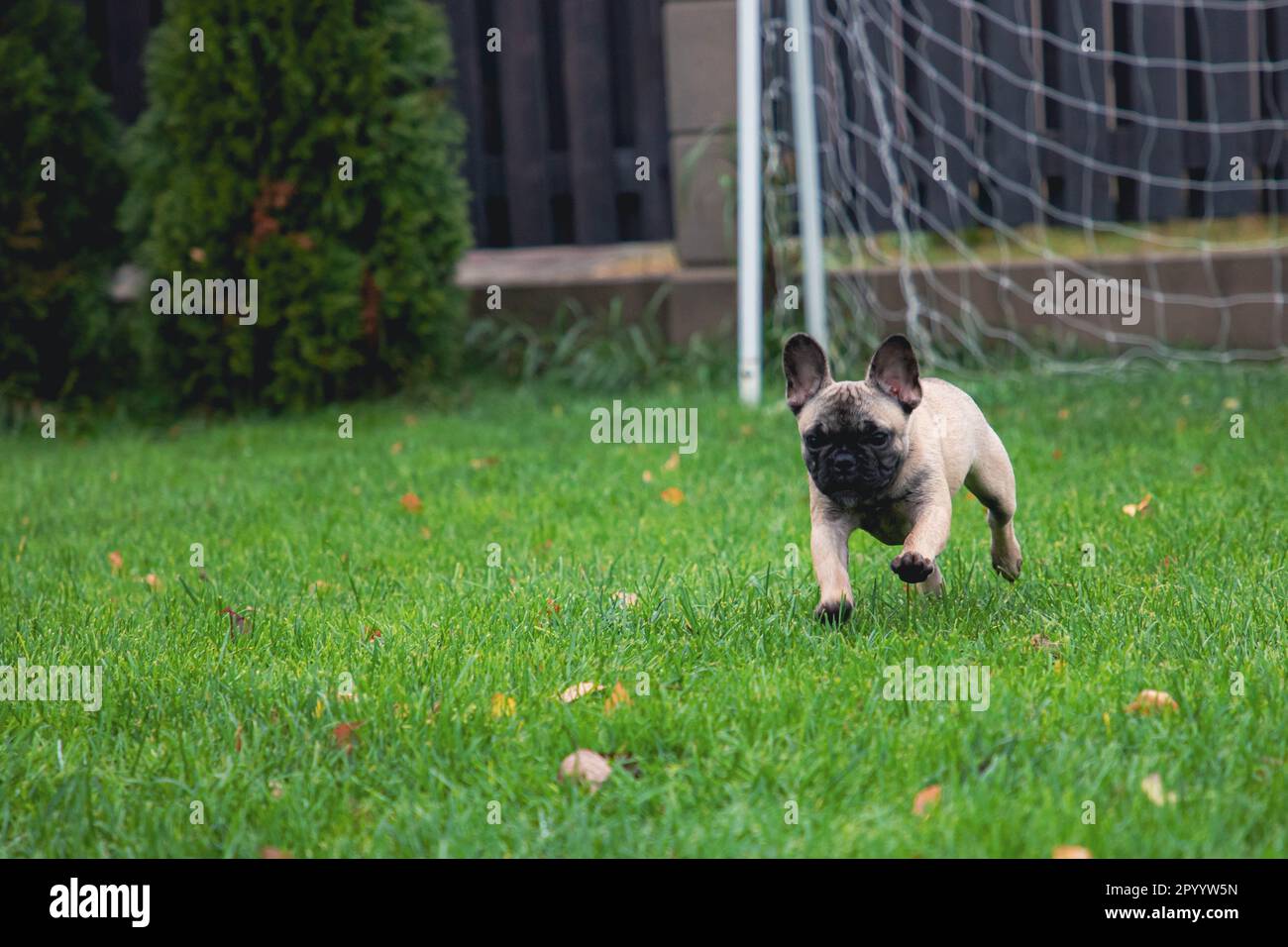 An adorable French bulldog sprinting through a grassy meadow, its ...